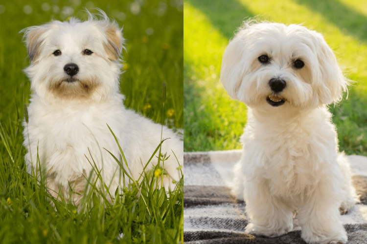 7 diferenças entre as raças coton de tulear e maltês