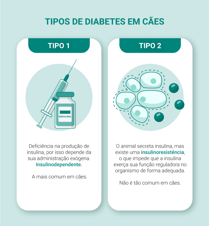 O que causa a Diabetes Mellitus em cães? Quais os sinais e tratamento?